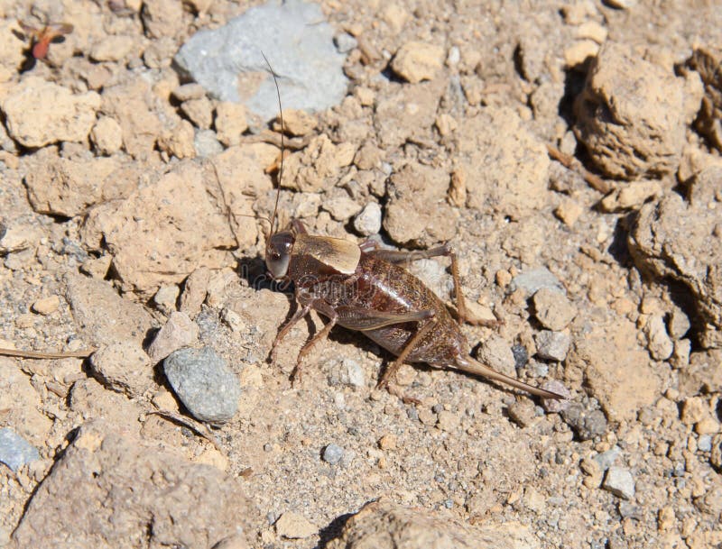 Cricket Mormón Colgando De Un Pedazo De Césped Imagen de archivo ...
