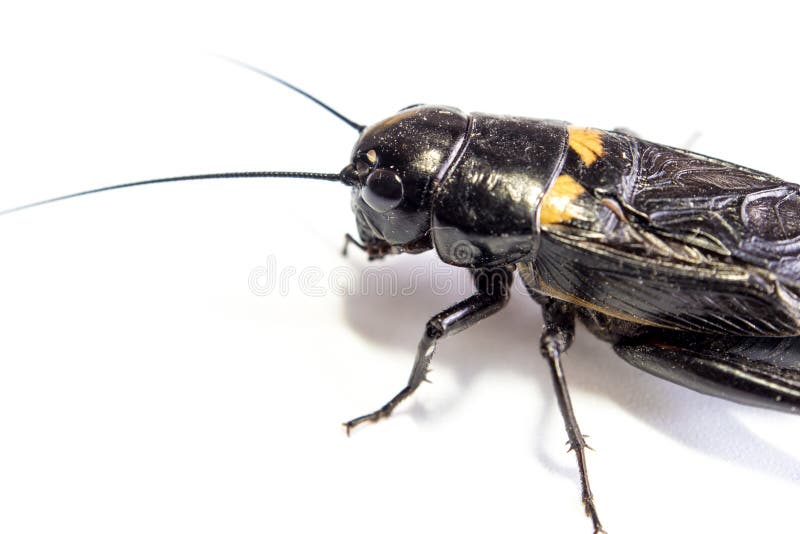 Insecto Aislado Grillo Negro Común En El Fondo Blanco Foto de archivo ...