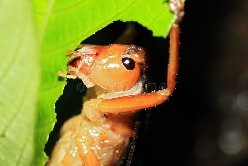 Grillo Que Alimenta En Una Hoja Foto de archivo - Imagen de insecto ...