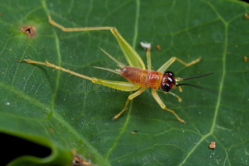 26,149 Grillo Fotos - Libres de Derechos y Gratuitas de Dreamstime