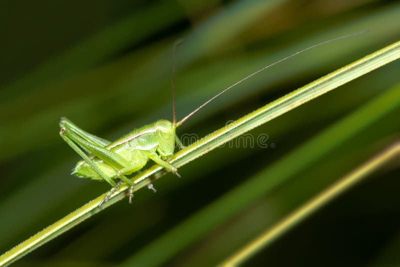 Grillo verde foto de archivo. Imagen de verde, animal - 25197434