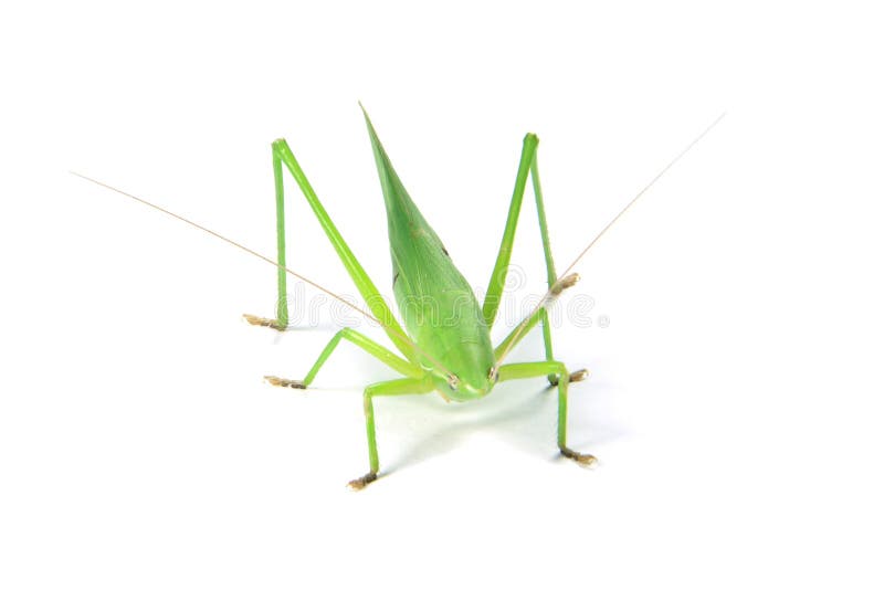 Grillo verde imagen de archivo. Imagen de travieso, blanco - 32961053