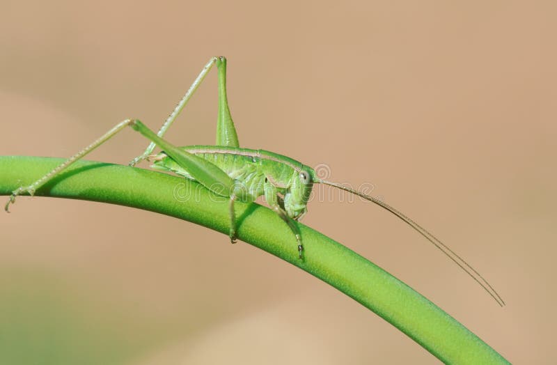 Grillo verde imagen de archivo. Imagen de cierre, langosta - 63532223