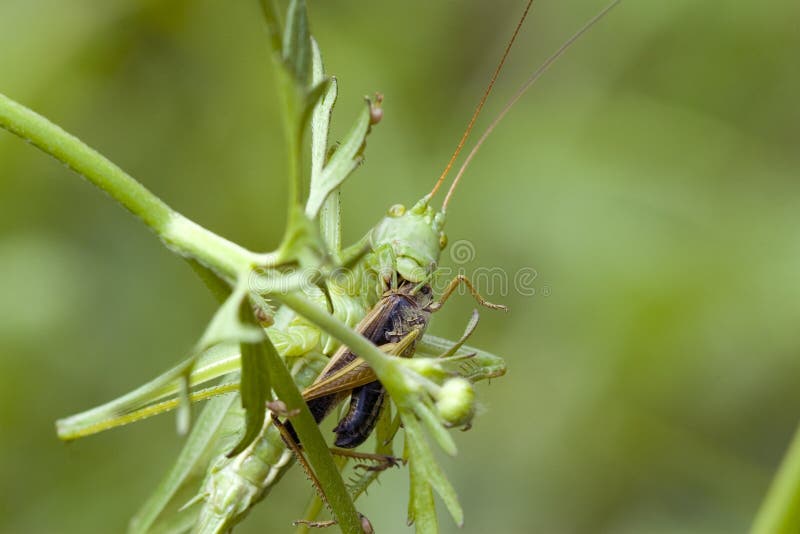 Grillo verde del cespuglio immagine stock. Immagine di natura - 23905439