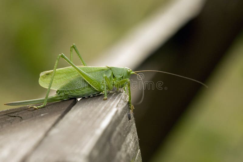 Grillo verde del cespuglio immagine stock. Immagine di flora - 23905481