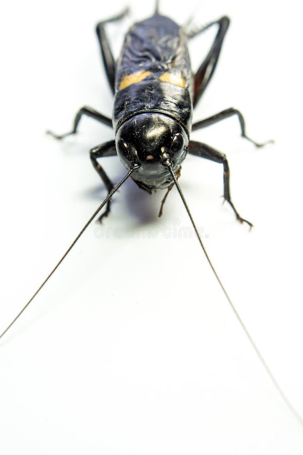 3,645 Petit Grillon Insecte Photos libres de droits et gratuites de ...