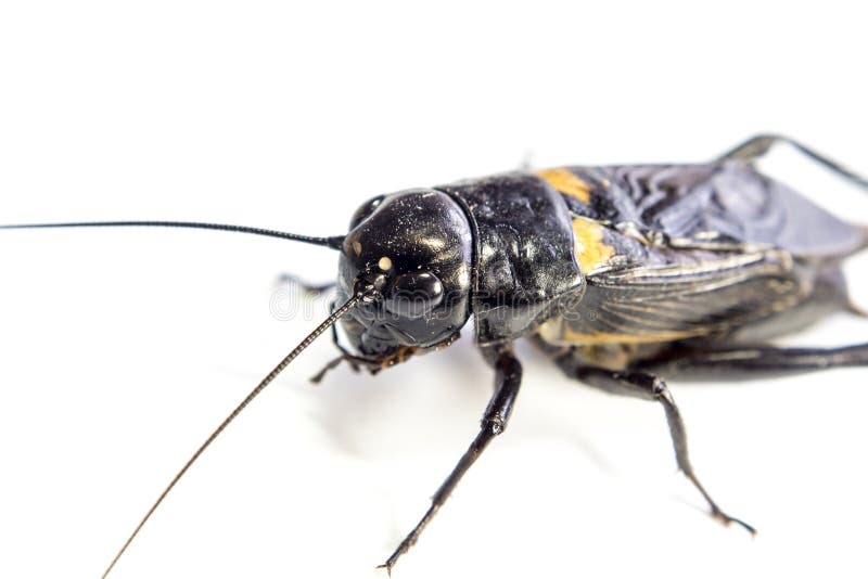 Petit Grillon Insecte Photos libres de droits et gratuites de Dreamstime