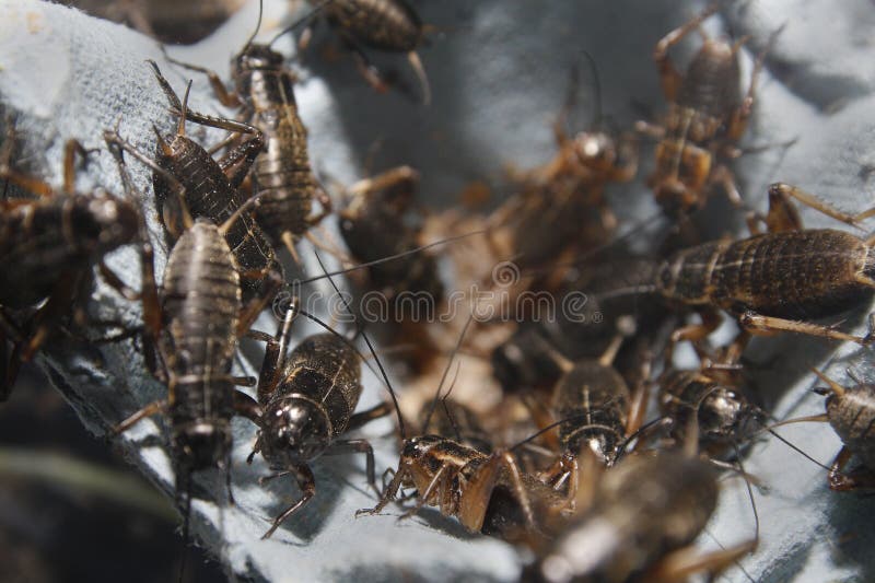 Grillo del bebé imagen de archivo. Imagen de bebé, insecto - 25039657