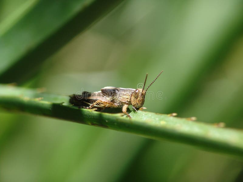 Grilo foto de stock. Imagem de silêncio, gafanhoto, pés - 127054
