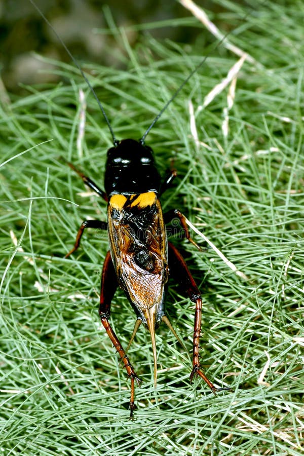 Grilo foto de stock. Imagem de inseto, besouro, entomologia - 2465218