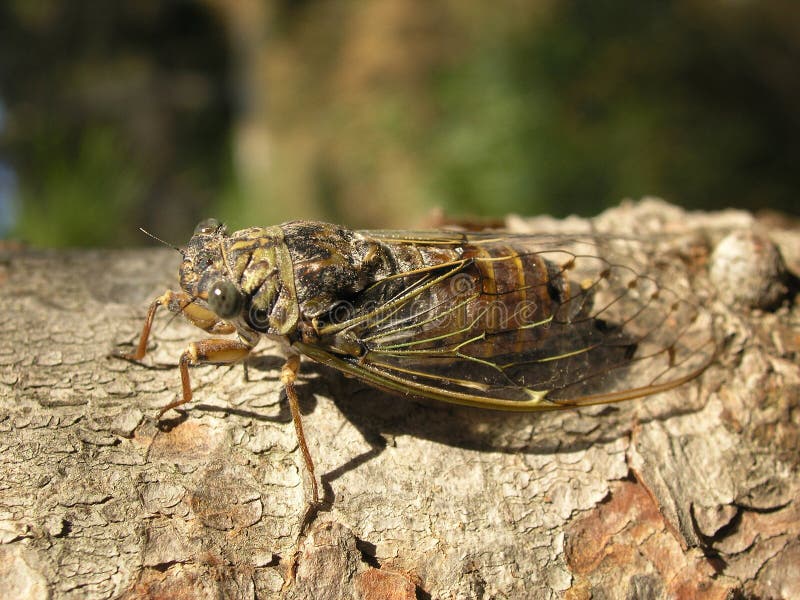 Grilo foto de stock. Imagem de erro, macro, marrom, insetos - 692968