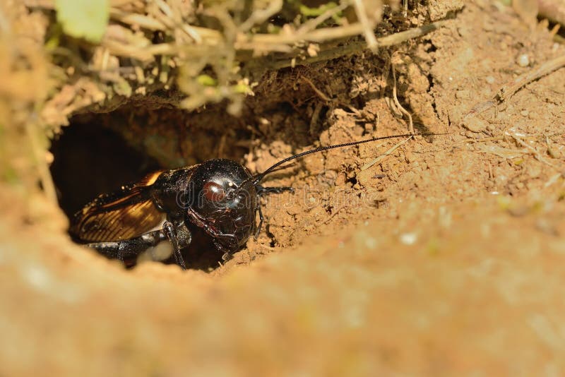 Grilo De Campo - Campestris De Gryllus Foto de Stock - Imagem de ...