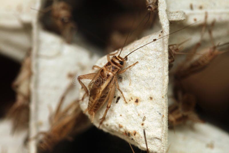 Grilo De Casa (domestica Do Acheta) Foto de Stock - Imagem de wildlife ...