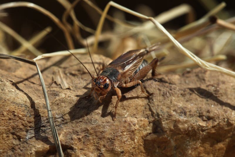 Grilo De Casa (domestica Do Acheta) Foto de Stock - Imagem de animal ...