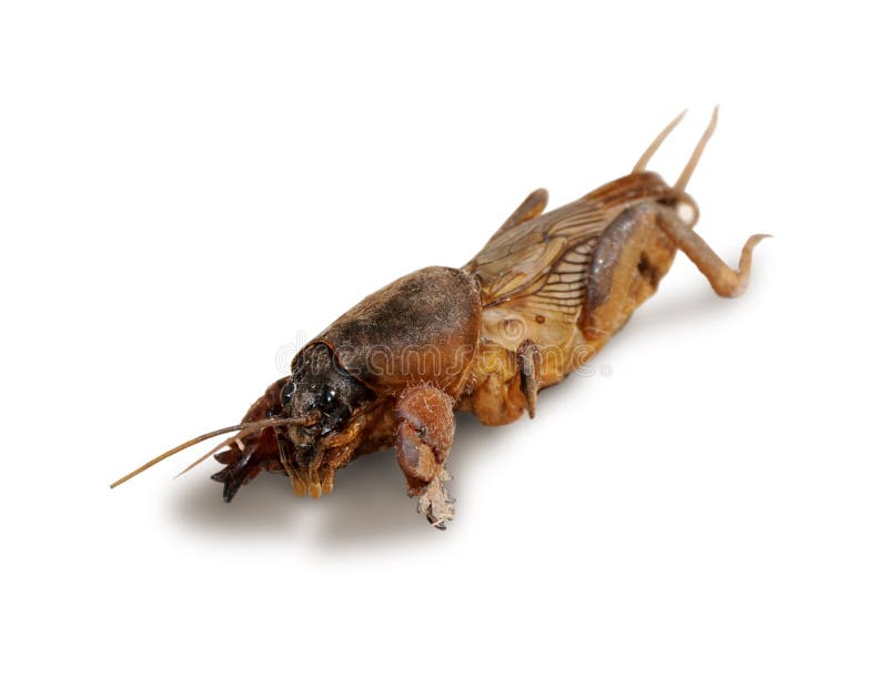 Inseto Do Grilo De Toupeira Foto de Stock - Imagem de entomologia, nave ...