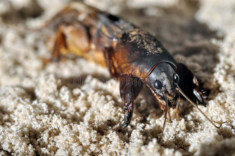 Grilo De Toupeira (Gryllotalpa) Foto de Stock - Imagem de erro, jardim ...