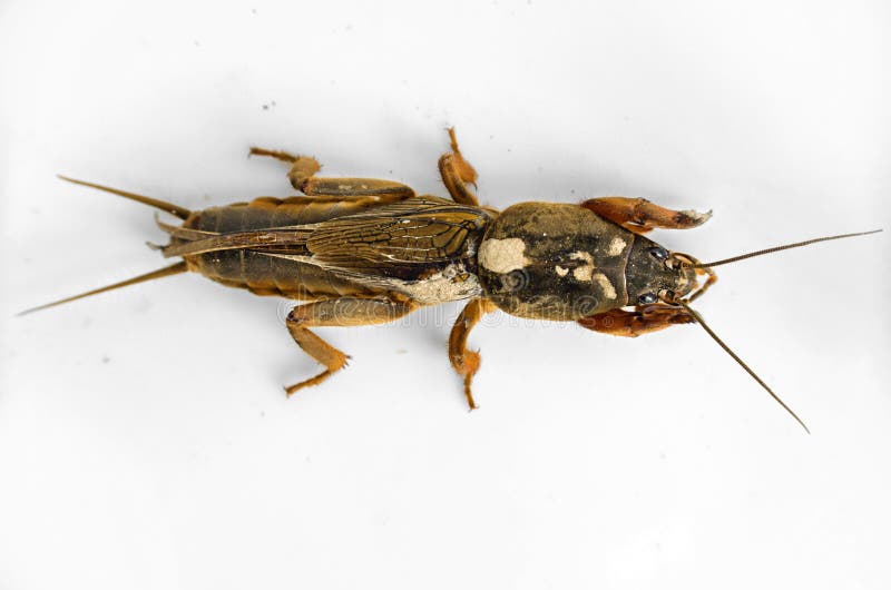 Grilo De Toupeira (gryllotalpa) Foto de Stock - Imagem de maxilas, pés ...