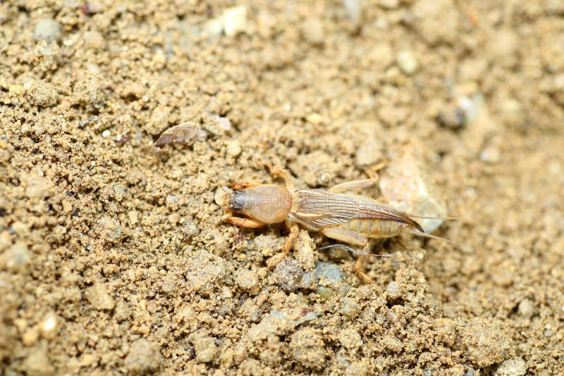 Grilo de toupeira oriental foto de stock. Imagem de nave - 74493708