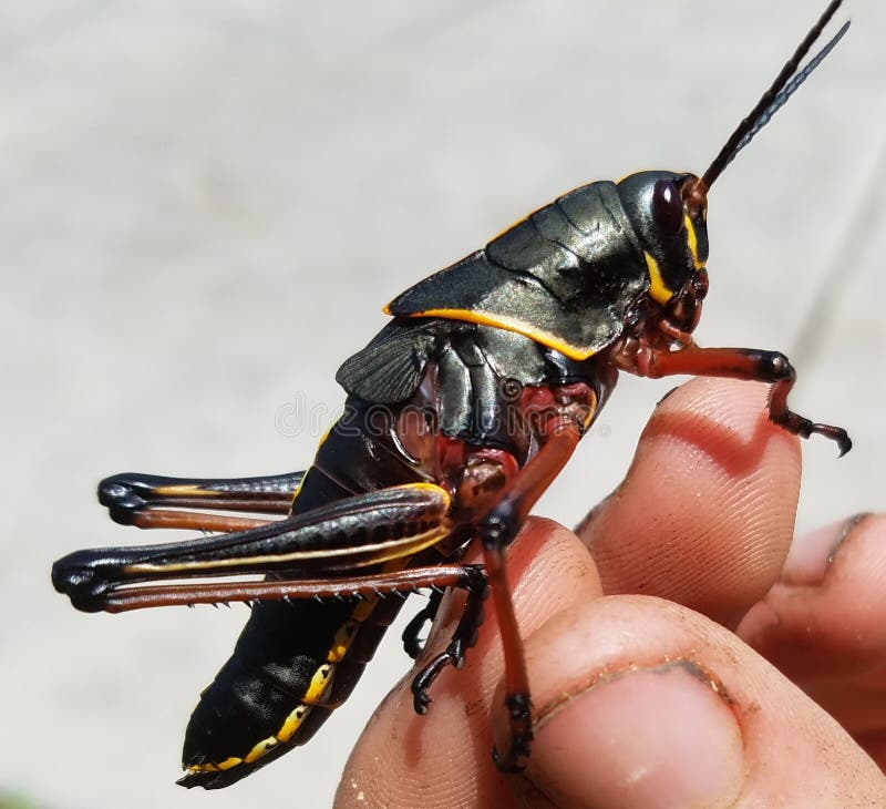 Grilo Preto Fotos De Stock - Baixe 1,964 Fotos Royalty Free