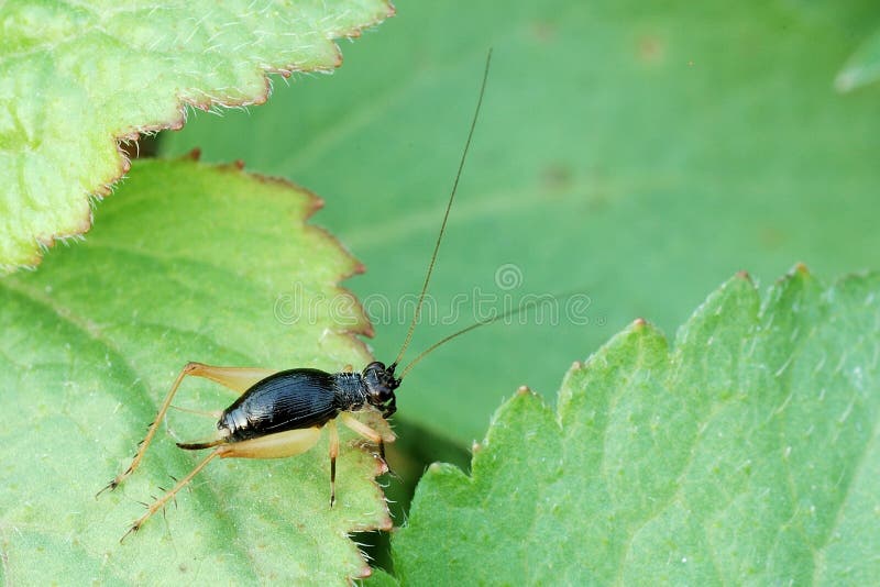 Grilo Preto Fotos De Stock - Baixe 1,964 Fotos Royalty Free