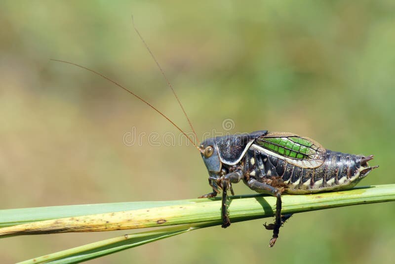 Grilo preto foto de stock. Imagem de adulto, isolado - 16145218