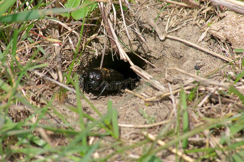 Grilo Preto Fotos De Stock - Baixe 1,964 Fotos Royalty Free