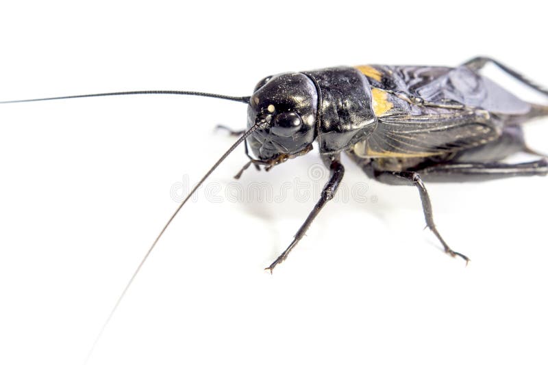 Grilo Preto Comum Inseto Isolado No Fundo Branco Foto de Stock - Imagem ...