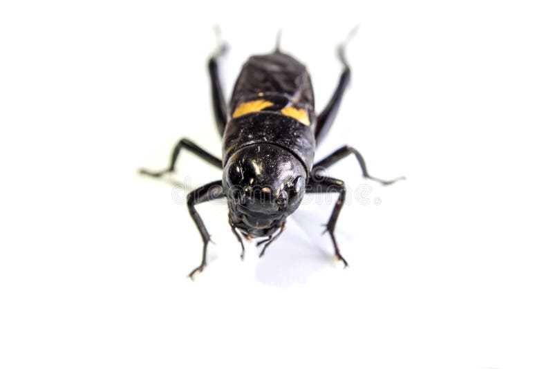 Grilo Preto Comum Inseto Isolado No Fundo Branco Foto de Stock - Imagem ...