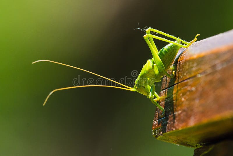 Grilo Verde Fotos De Stock - Baixe 8,657 Fotos Royalty Free