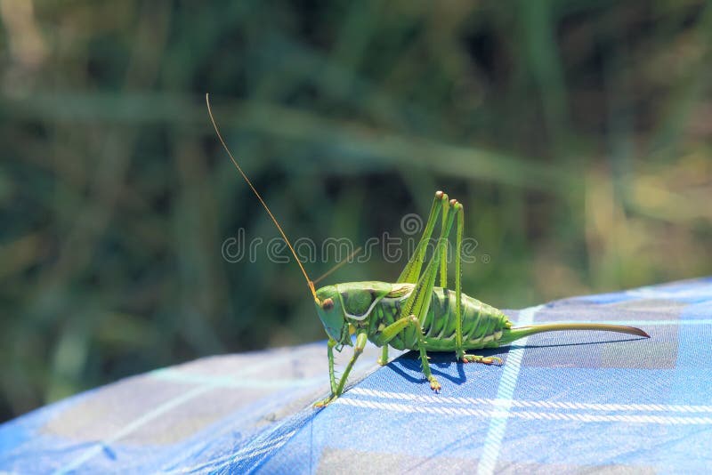 Grilo verde imagem de stock. Imagem de insetos, gafanhoto - 44171631