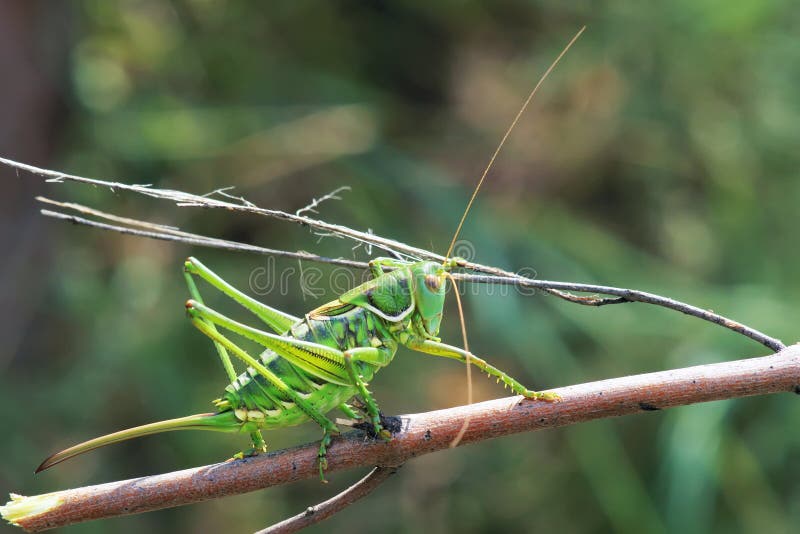 Grilo verde imagem de stock. Imagem de insetos, gafanhoto - 44171631