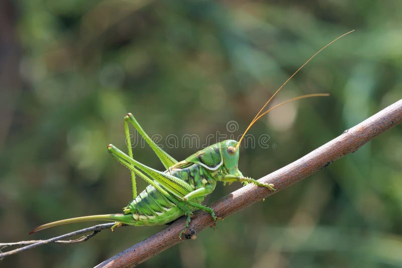 13,243 Grilo Verde Fotos - Fotos de Stock Gratuitas e Fotos Royalty ...
