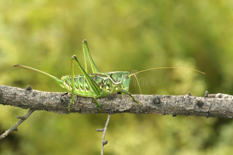 Grilo verde imagem de stock. Imagem de insetos, gafanhoto - 44171631