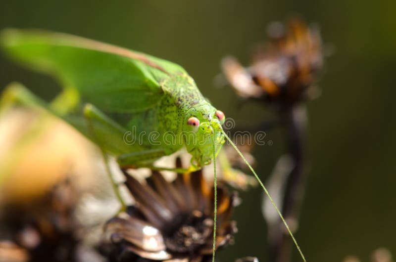 Grilo Verde Fotos De Stock - Baixe 8,657 Fotos Royalty Free