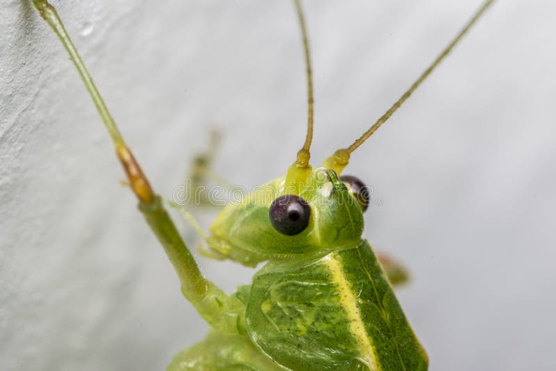 Grilo Verde Do Gafanhoto Em Uma Parede Da Casa Imagem de Stock - Imagem ...