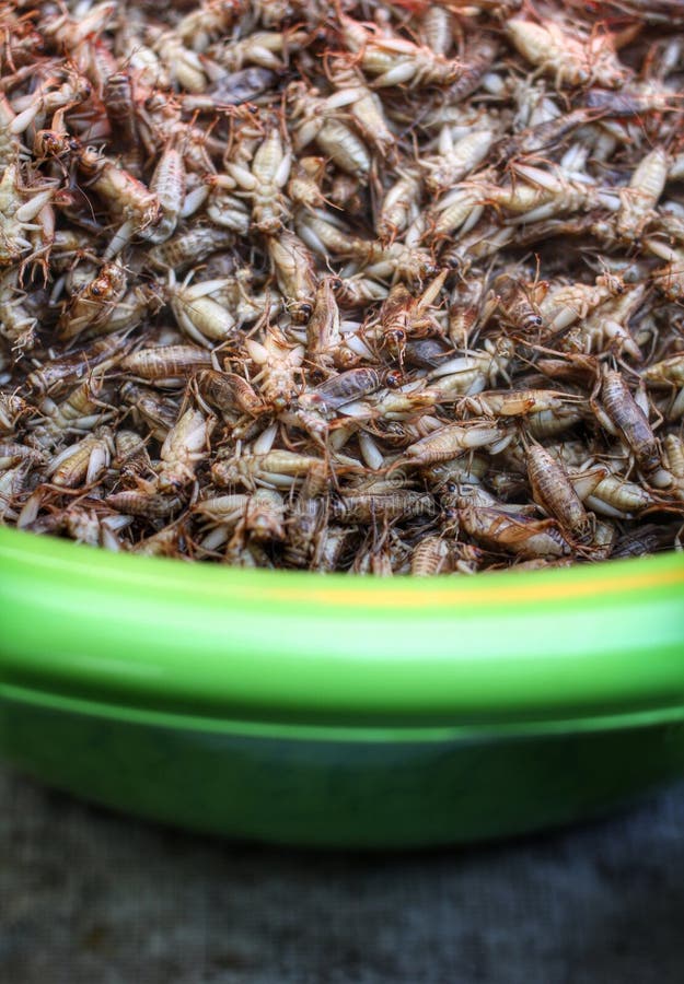 Grilos fritados foto de stock. Imagem de delicioso, cozinha - 36223184