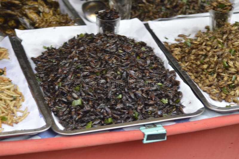 1,772 Grilos Fotos - Fotos de Stock Gratuitas e Fotos Royalty-Free ...