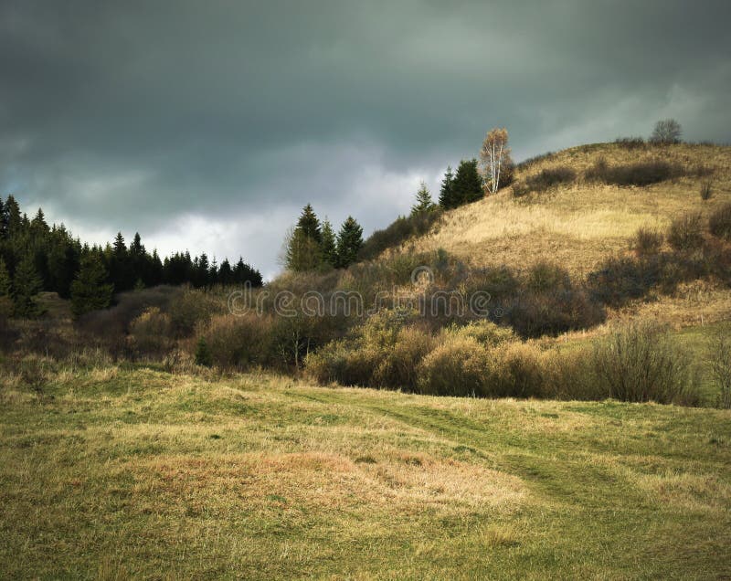 Grim Landscape - Trees and Nests Against the Background of the Night ...