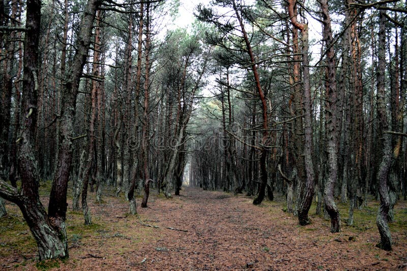 Grim forest in autumn stock photo. Image of nature, landscape - 140502910