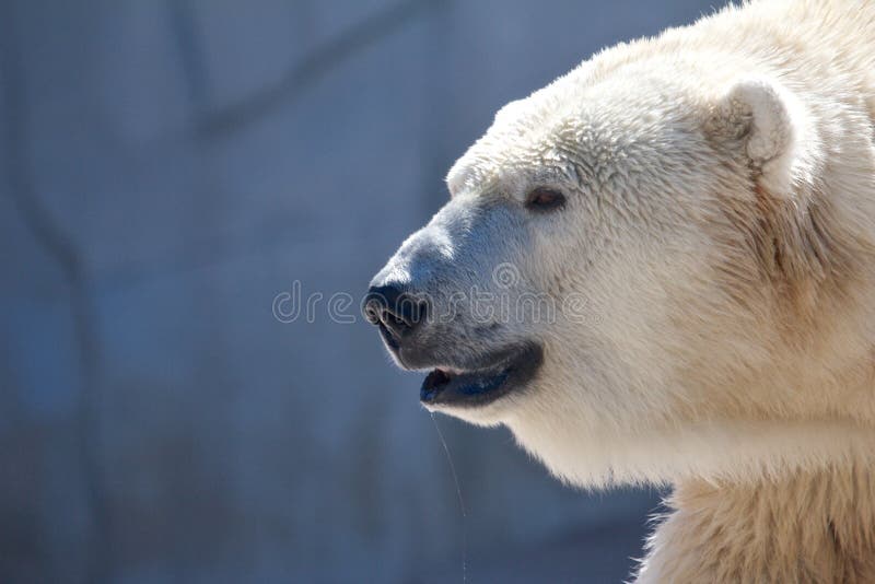 Polar Bear Picture. Image: 9421592