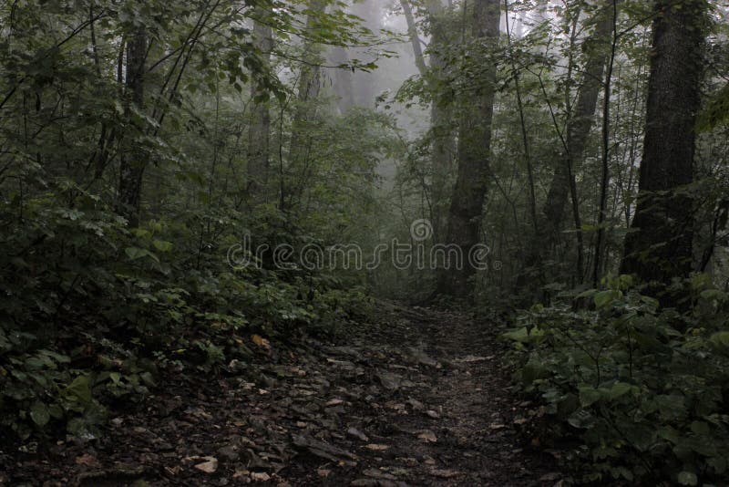 Grim road stock image. Image of forest, jungle, autumn - 220591503