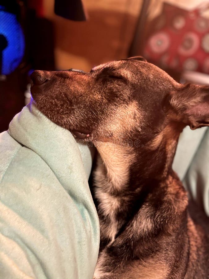 Grimm the dog stock photo. Image of whiskers, puppy - 240676580