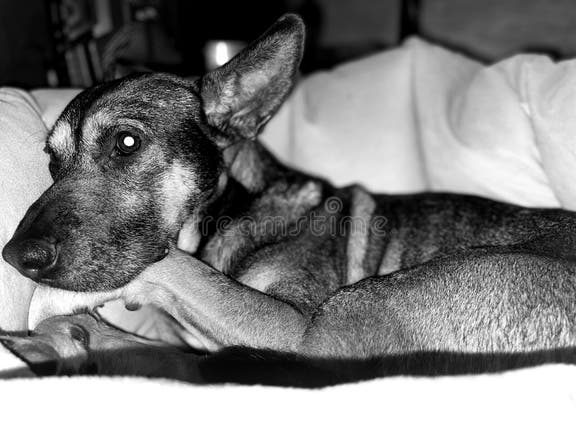 Grimm the dog stock image. Image of carnivore, monochrome - 240676579