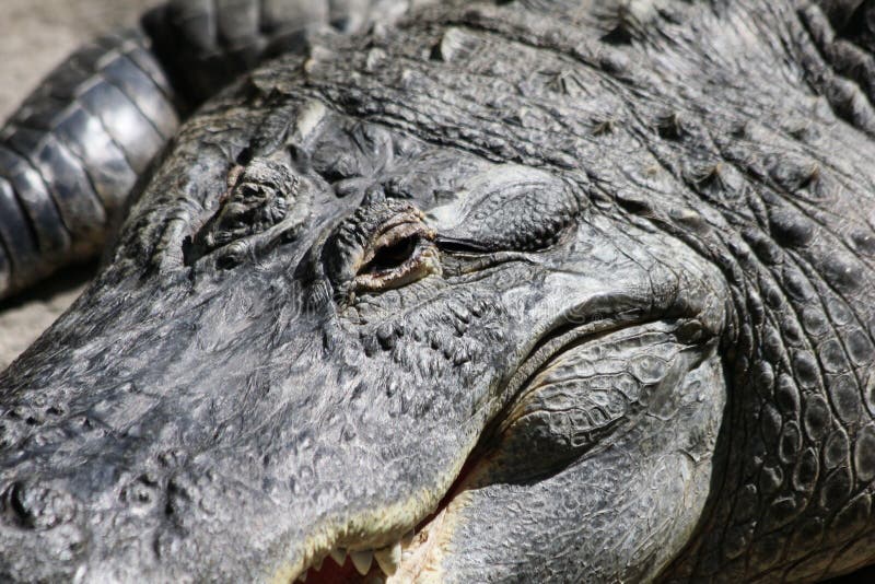 Grin stock photo. Image of mouth, adult, hide, nature - 26900964