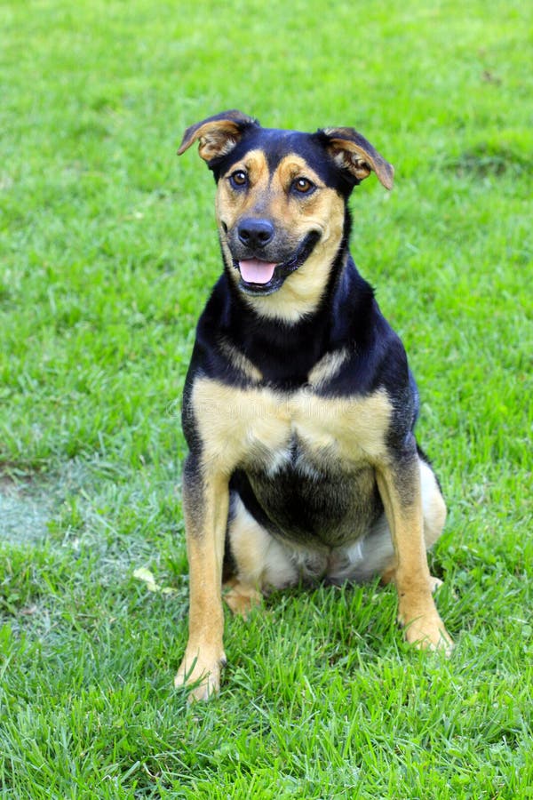 Grin stock image. Image of purebreed, mutt, animals, intense - 66320561