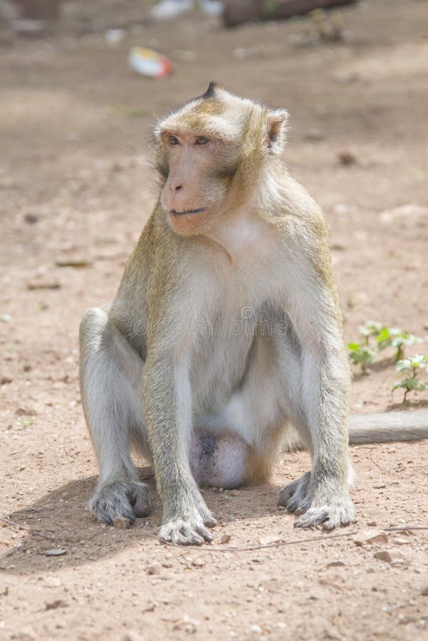 The grin of the monkey stock image. Image of male, nature - 66438933