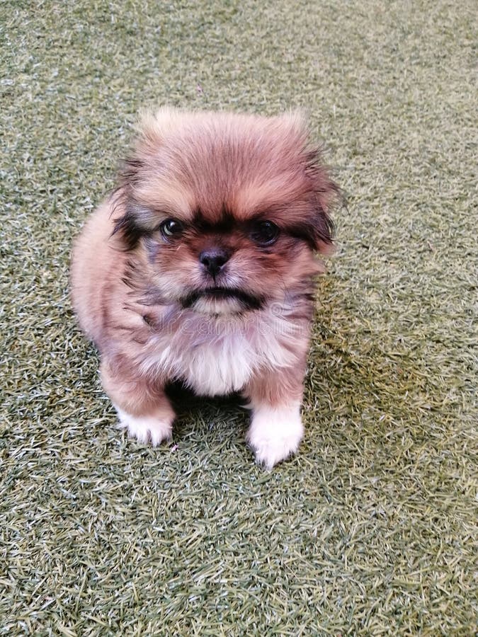 Grinch or Pekingese stock photo. Image of carnivore - 290820906