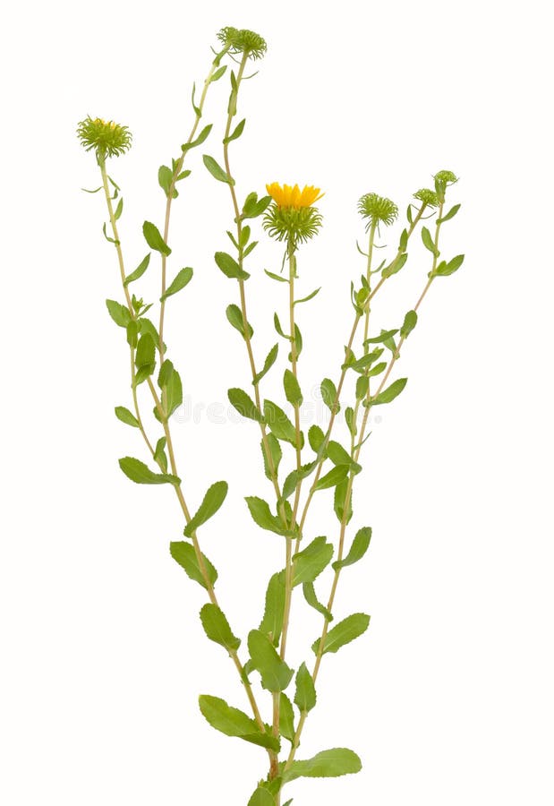 Grindelia Squarrosa, Also Known As a Curly-top Gumweed or Curlycup ...