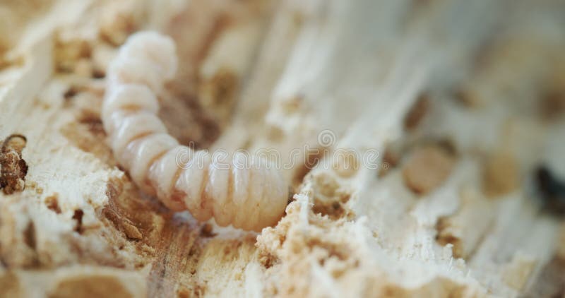 Grinder Beetle Larva in a Rotten Tree. Stock Video - Video of tree ...