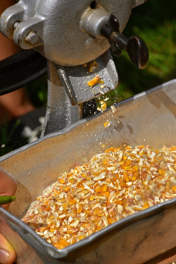 Grinding Golden Kernels of Corn Stock Photo - Image of kernels ...
